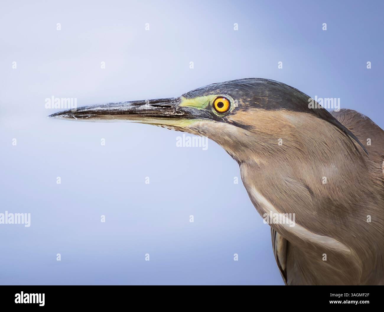 Striated heron in wetland hi-res stock photography and images - Alamy
