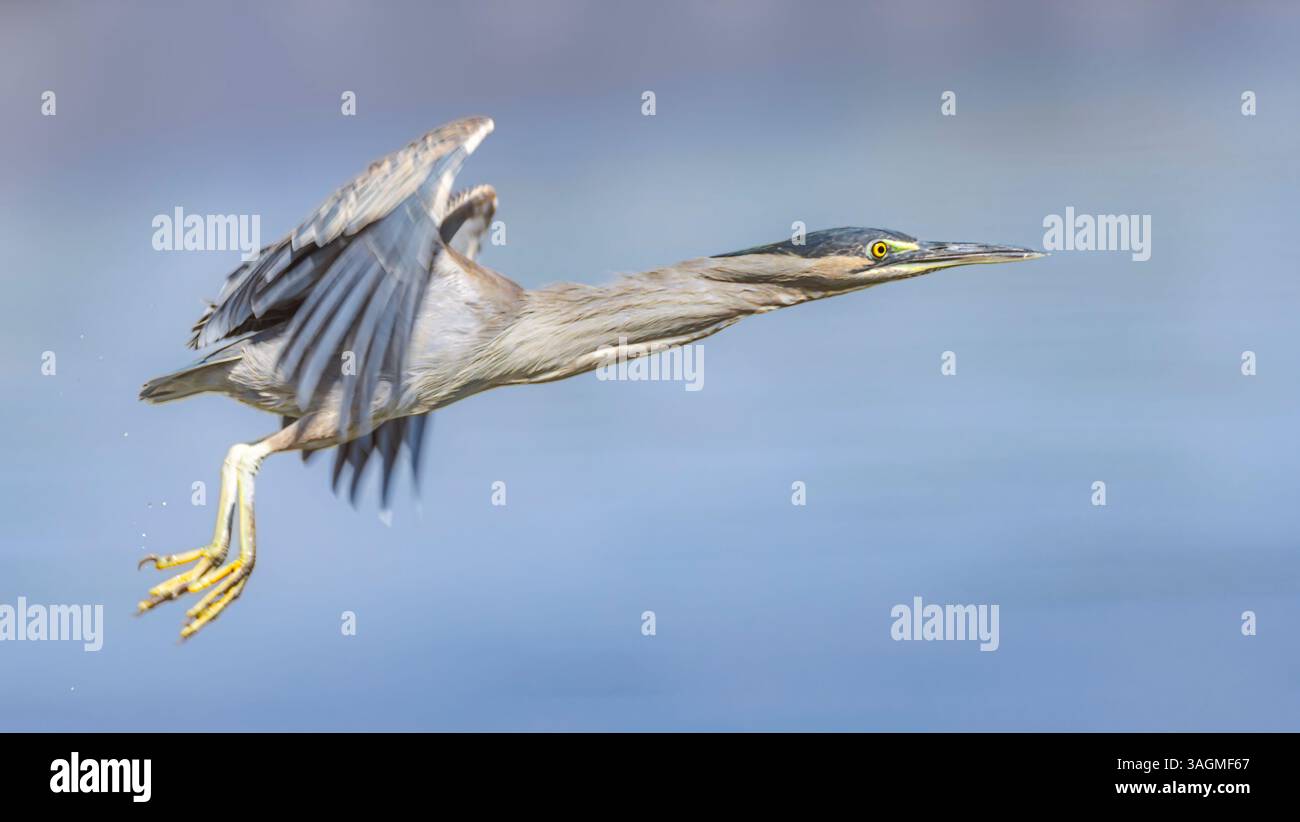 Striated heron in wetland hi-res stock photography and images - Alamy