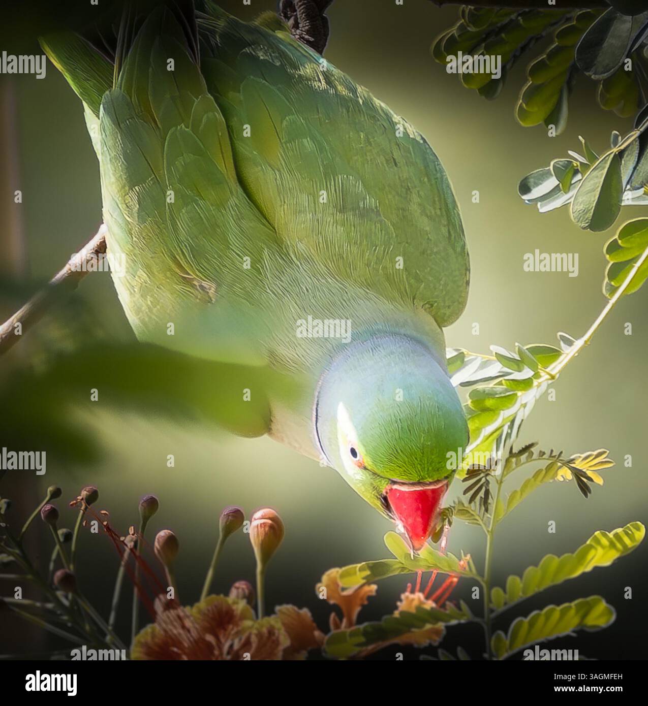 Parakeet macro hi-res stock photography and images - Alamy