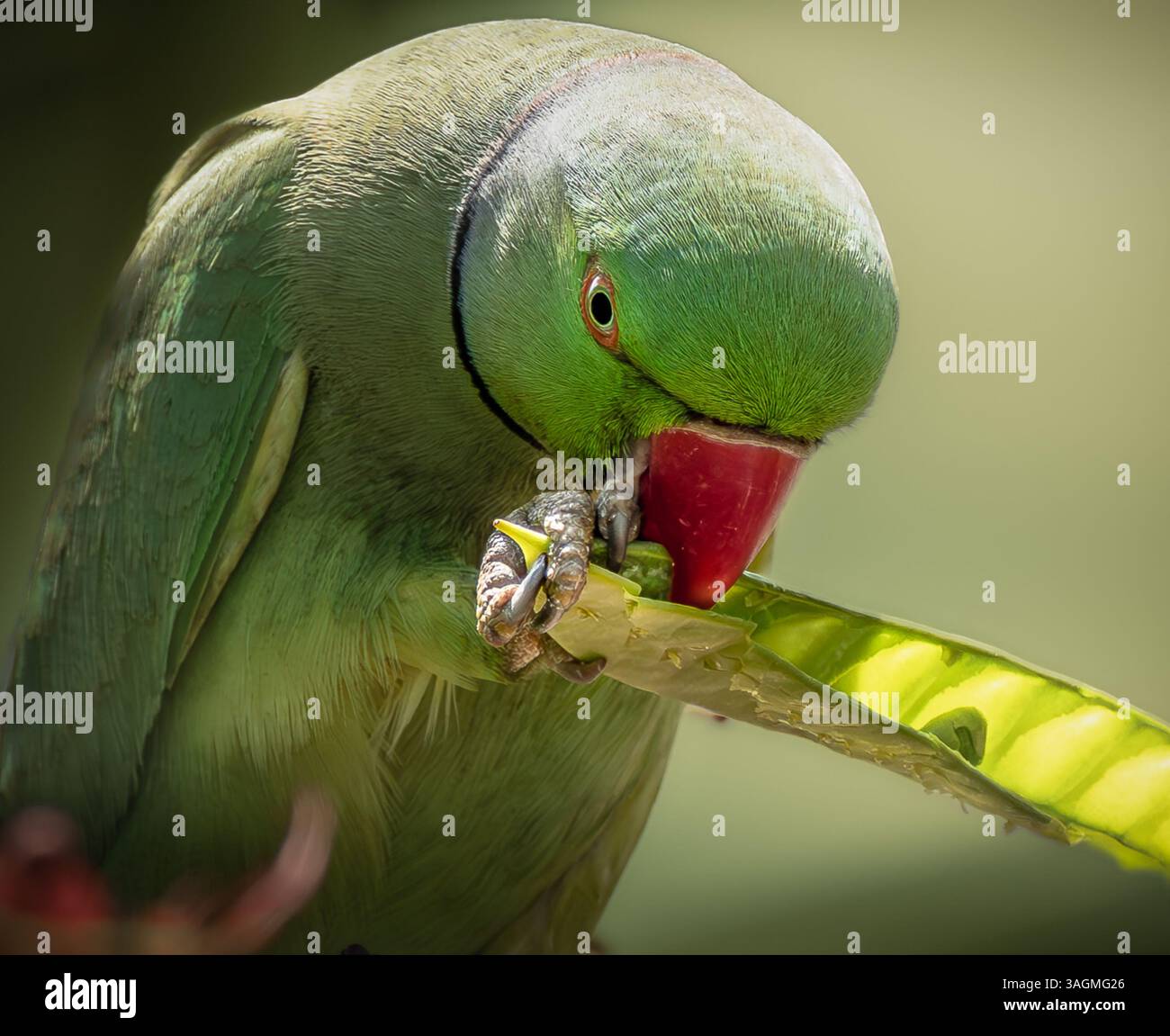 Green parakeet having a food on the branch Stock Photo - Alamy