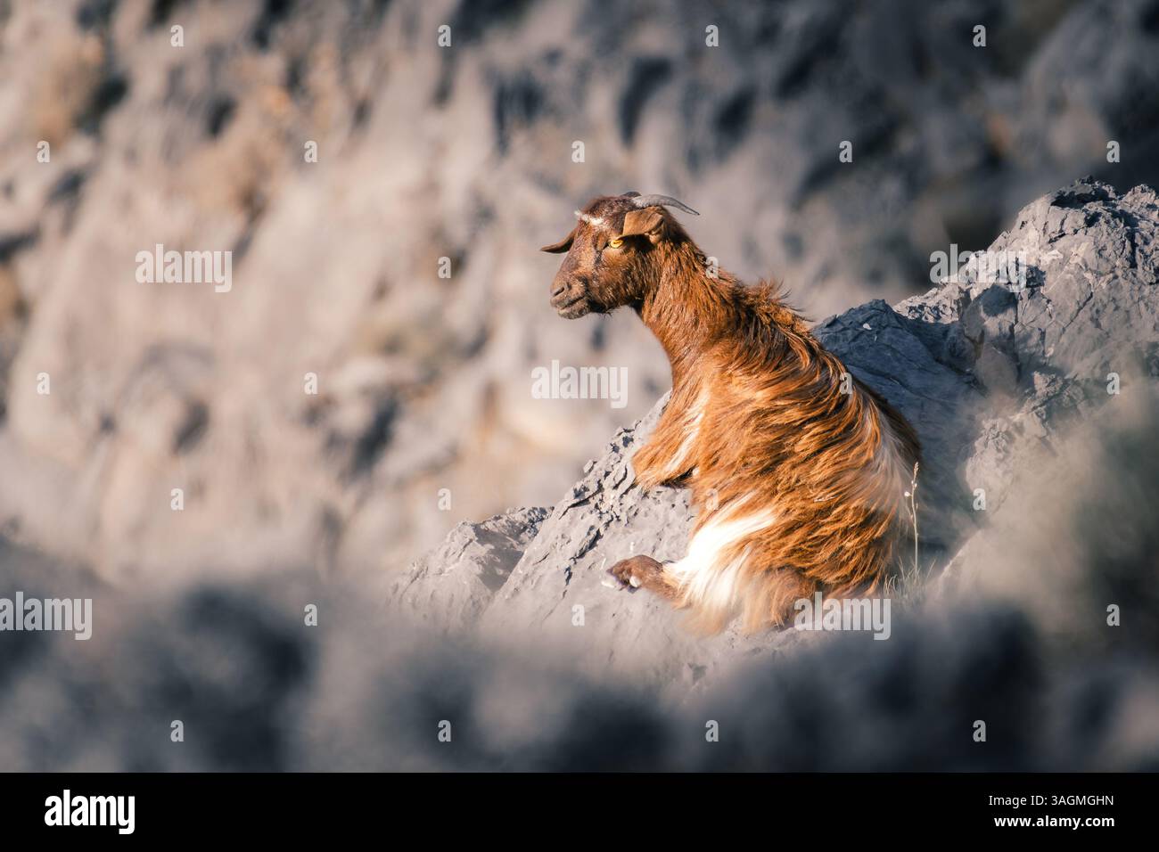 A mountain goat stands confidently atop rugged rocky terrain ...