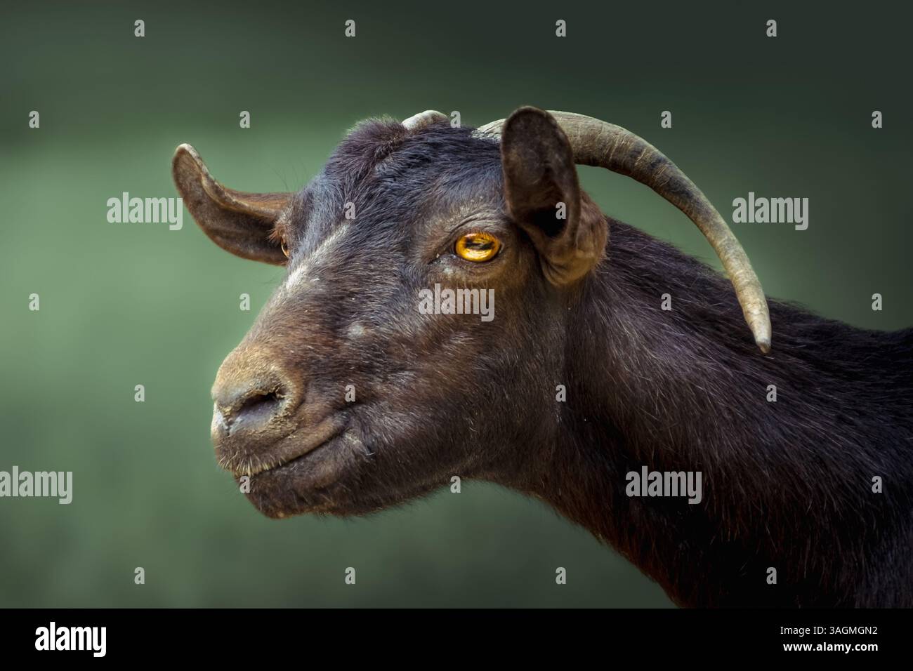 A close-up portrait of a goat with striking golden eyes and prominent ...
