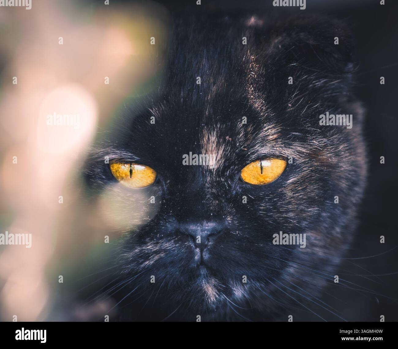 A mesmerizing close-up of a black cat showcases its striking golden ...