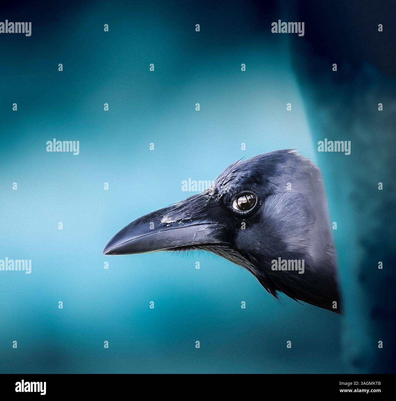 Moody dark close-up raven portrait Stock Photo - Alamy