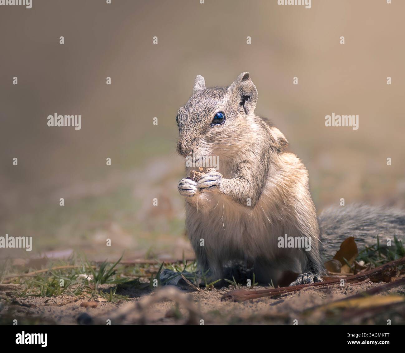 This charming close-up captures a squirrel peacefully eating its treat ...