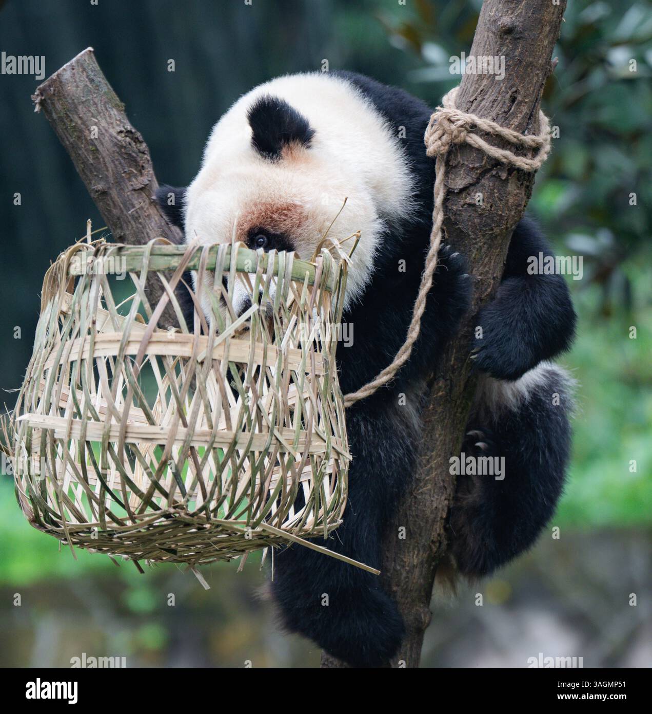 Giant pandas enjoy spring time at Chongqing Zoo, Chongqing, China, 6 ...