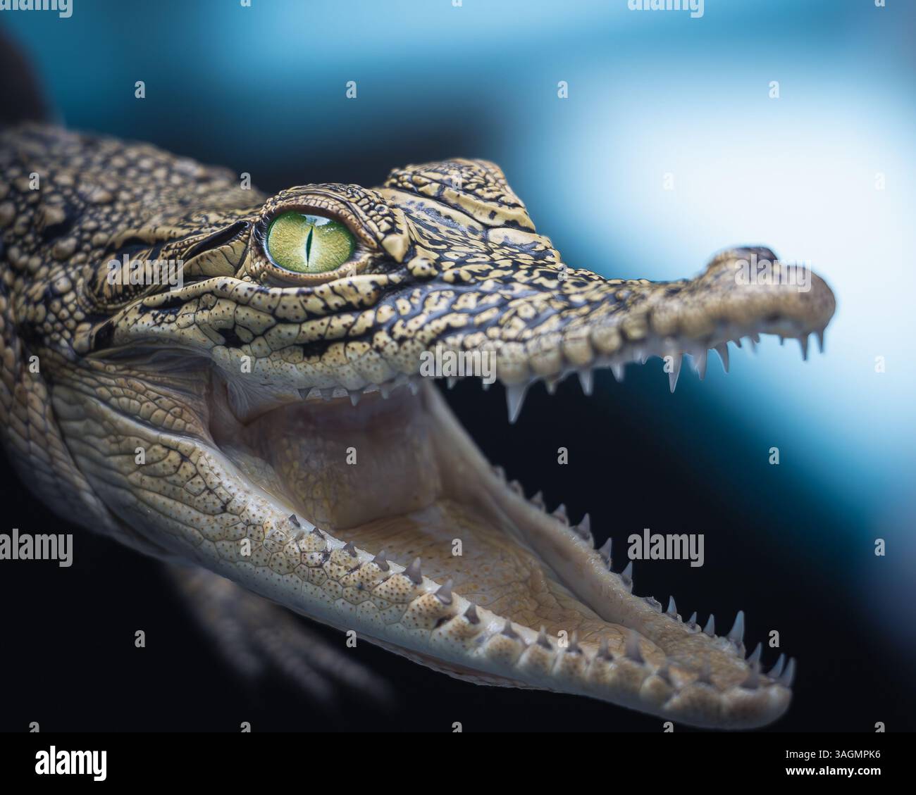 A striking close-up of a crocodile with its mouth wide open, revealing sharp teeth and intricate ...