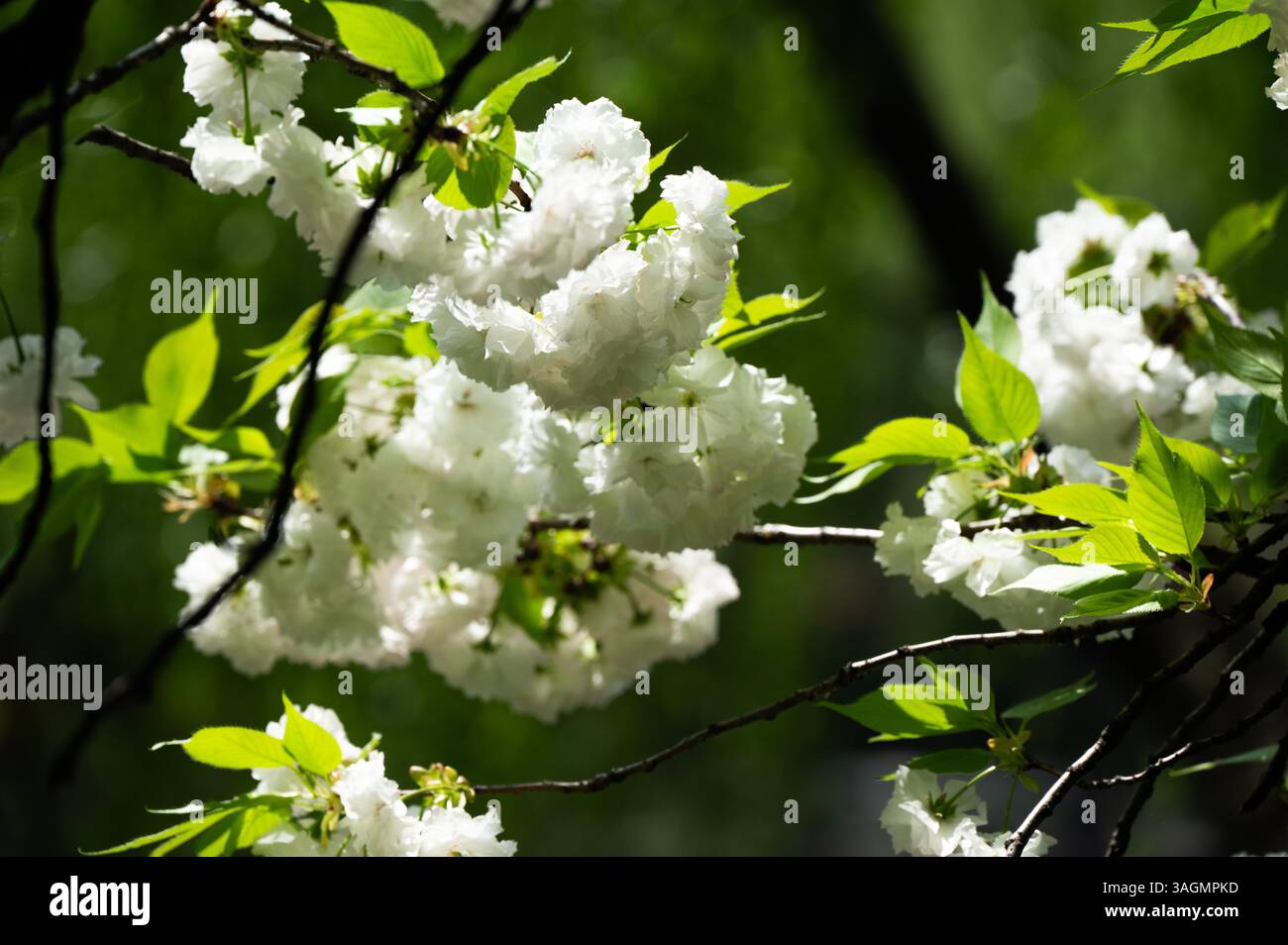 Spring flowers bloom in Hangzhou City, east China's Zhejiang Province ...