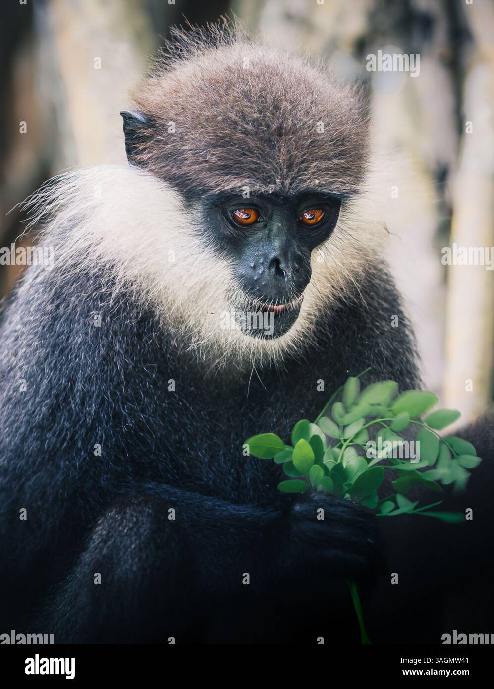Closeup photo of Dusky leaf monkey Stock Photo - Alamy