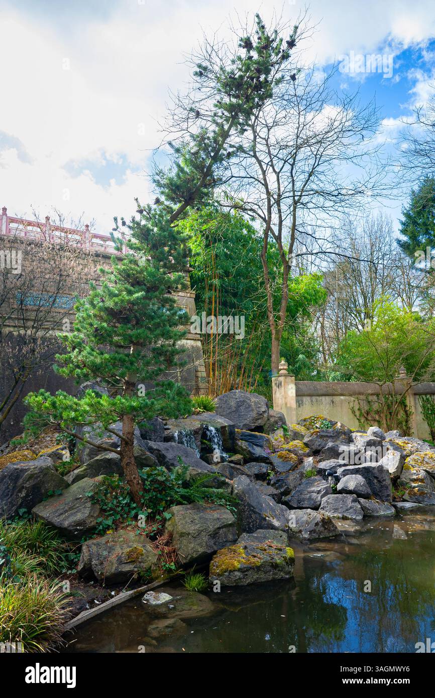 Scenic views of a long pine tree along a rocky waterfront. Beautiful ...