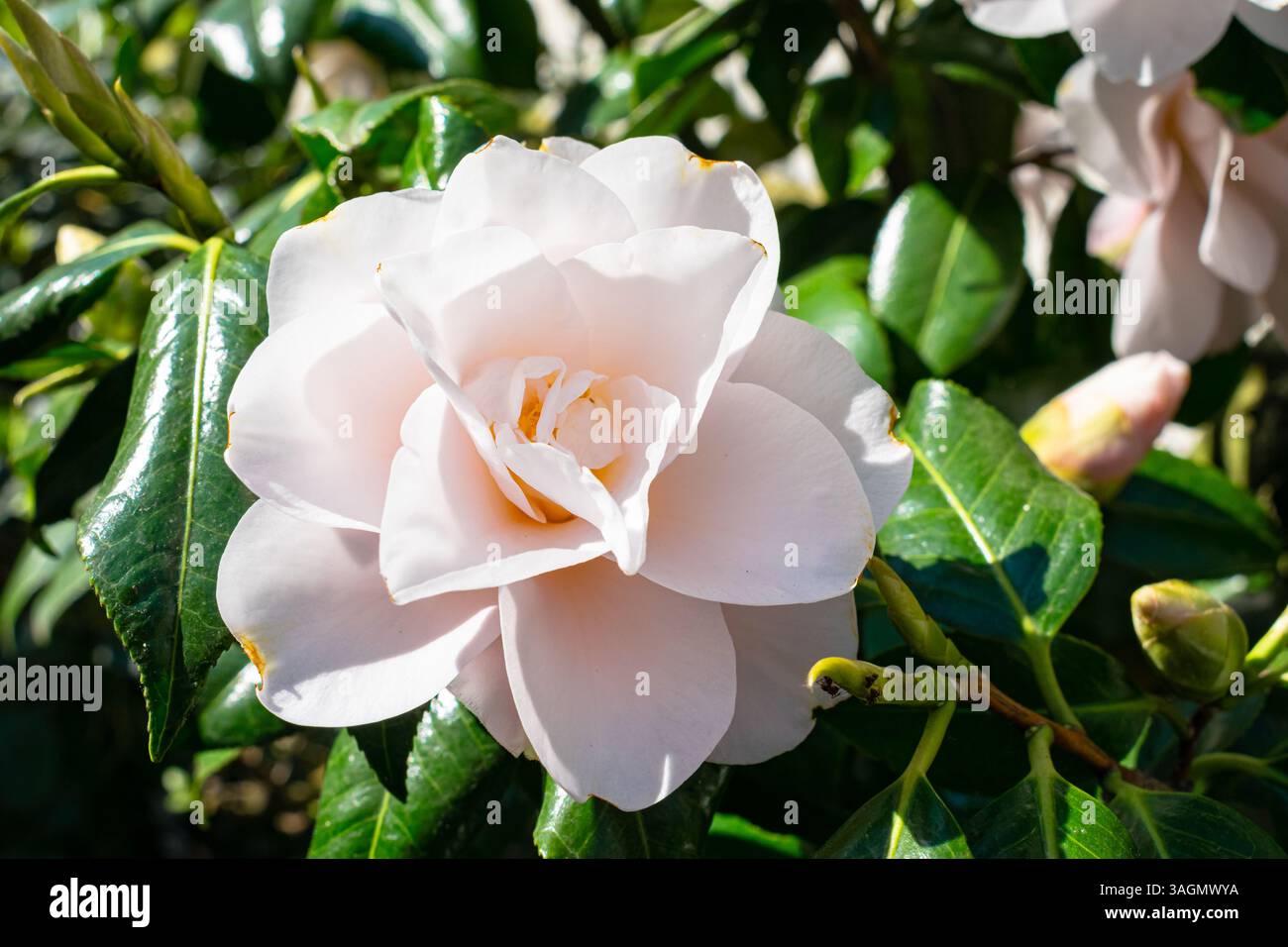 White to light pink colouyred rose (latin: Rosa) in a garden Stock ...