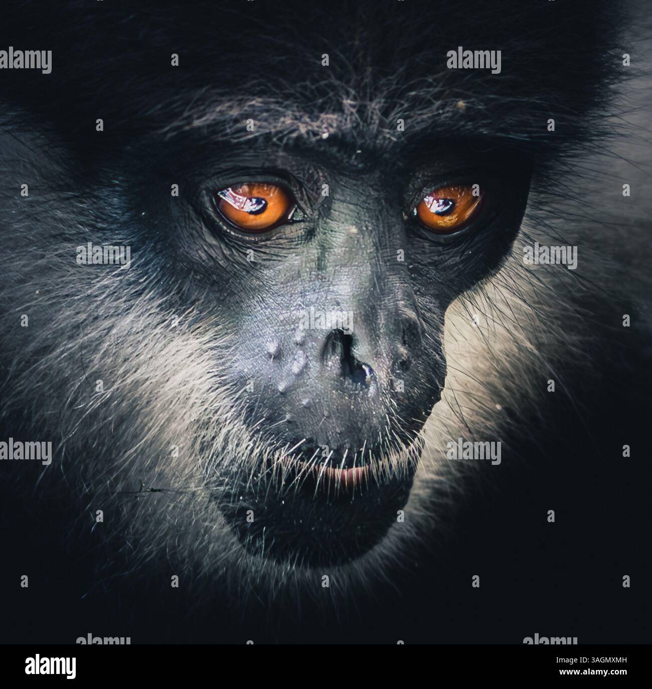 Monkey expressive eyes hi-res stock photography and images - Alamy