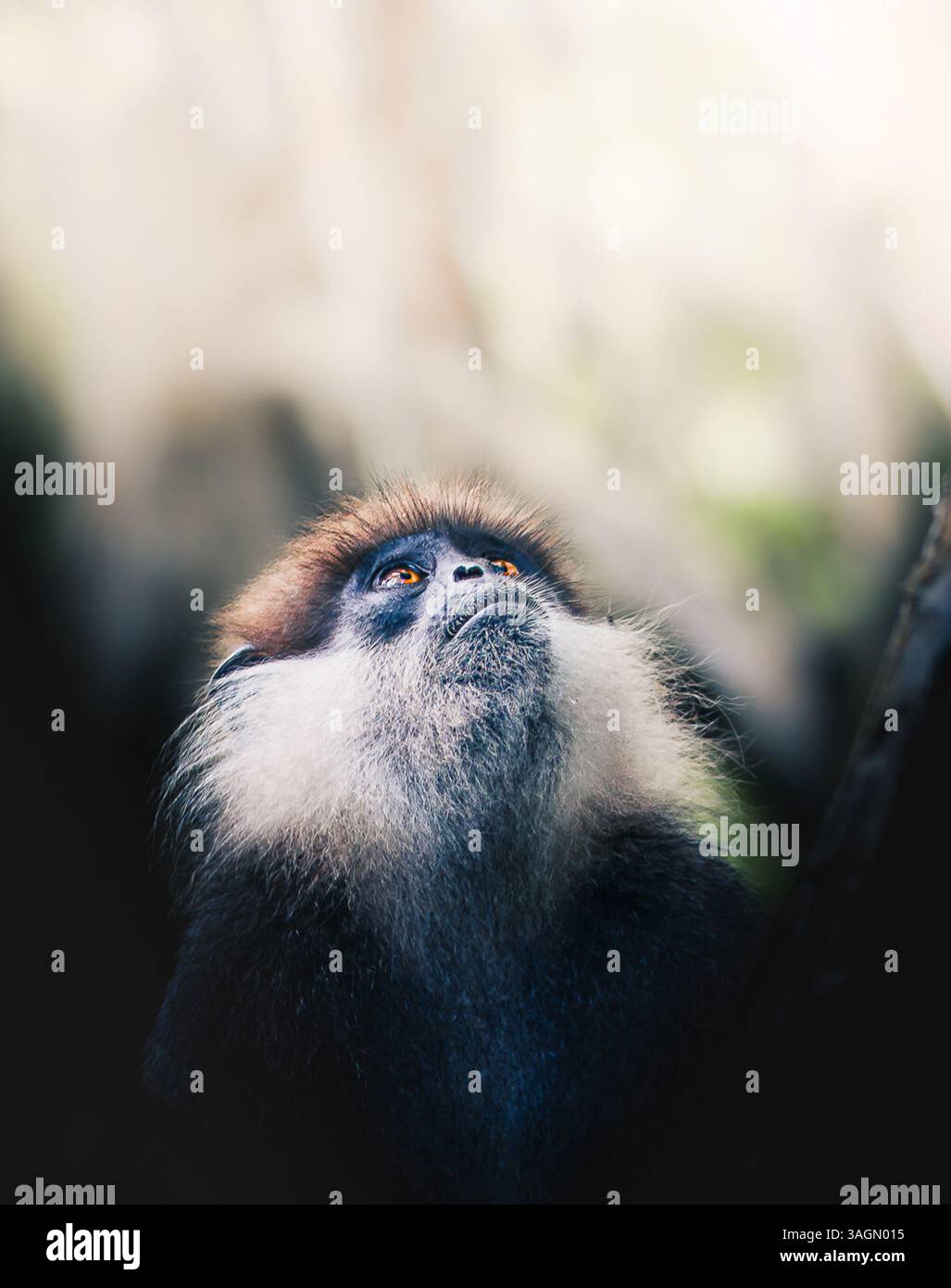 Soulful eyes monkey hi-res stock photography and images - Alamy