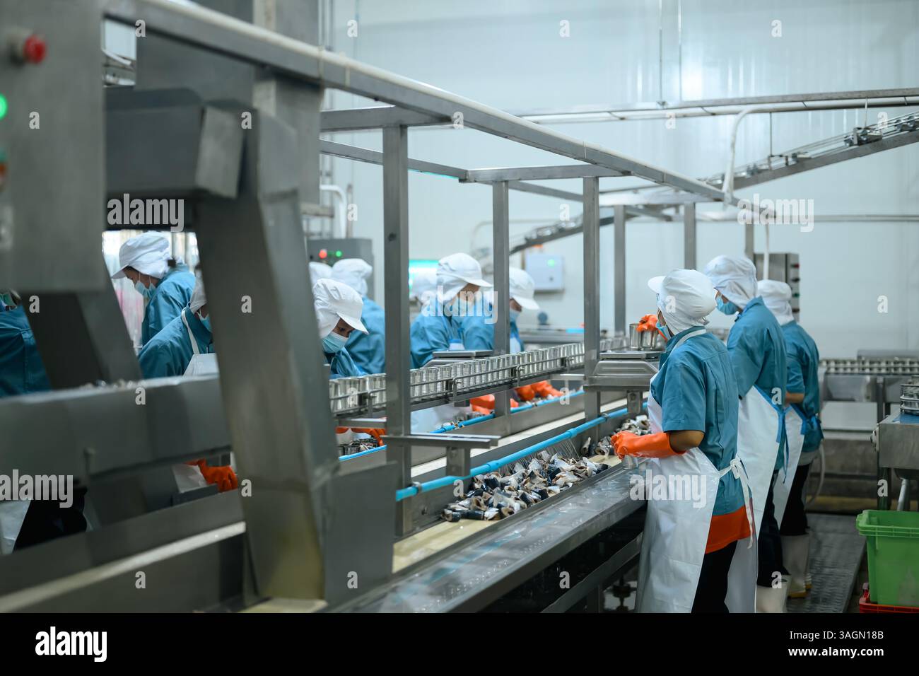 Factory workers sorting and preparing fish for packaging on an ...