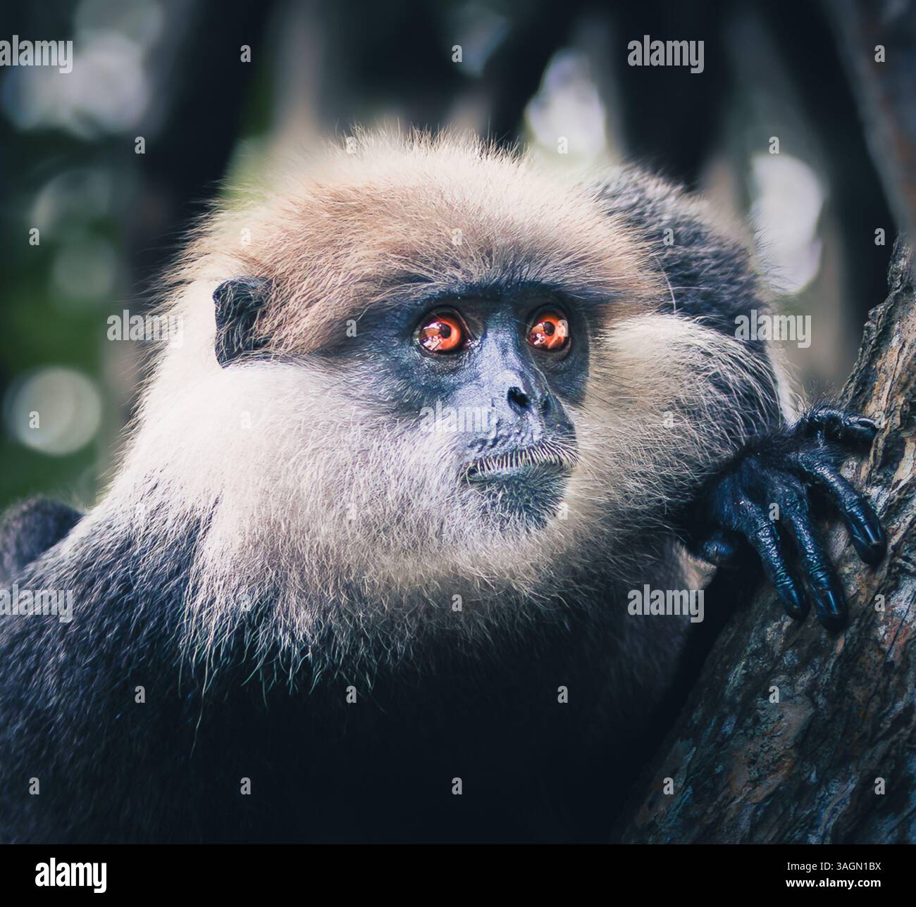 Closeup photo of Dusky leaf monkey Stock Photo - Alamy