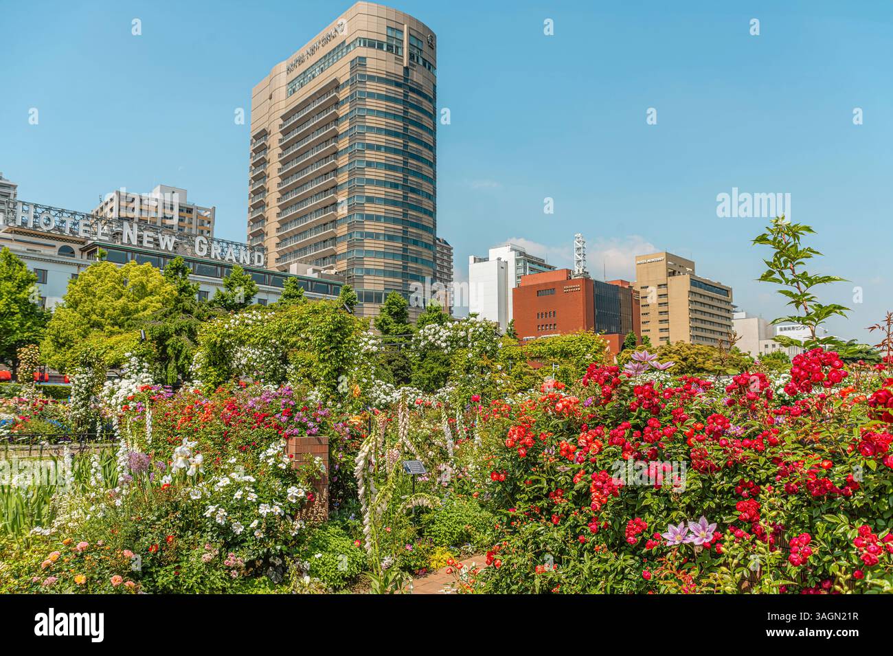 Three Rose Garden at Yamashita Park at the Yokohama waterfront ...
