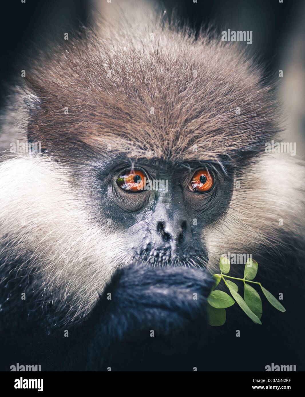 Closeup facial features hi-res stock photography and images - Alamy