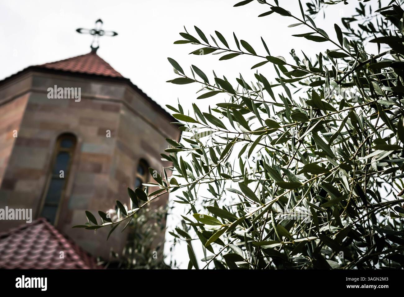 Olive branches in focus with a traditional church tower and cross in ...