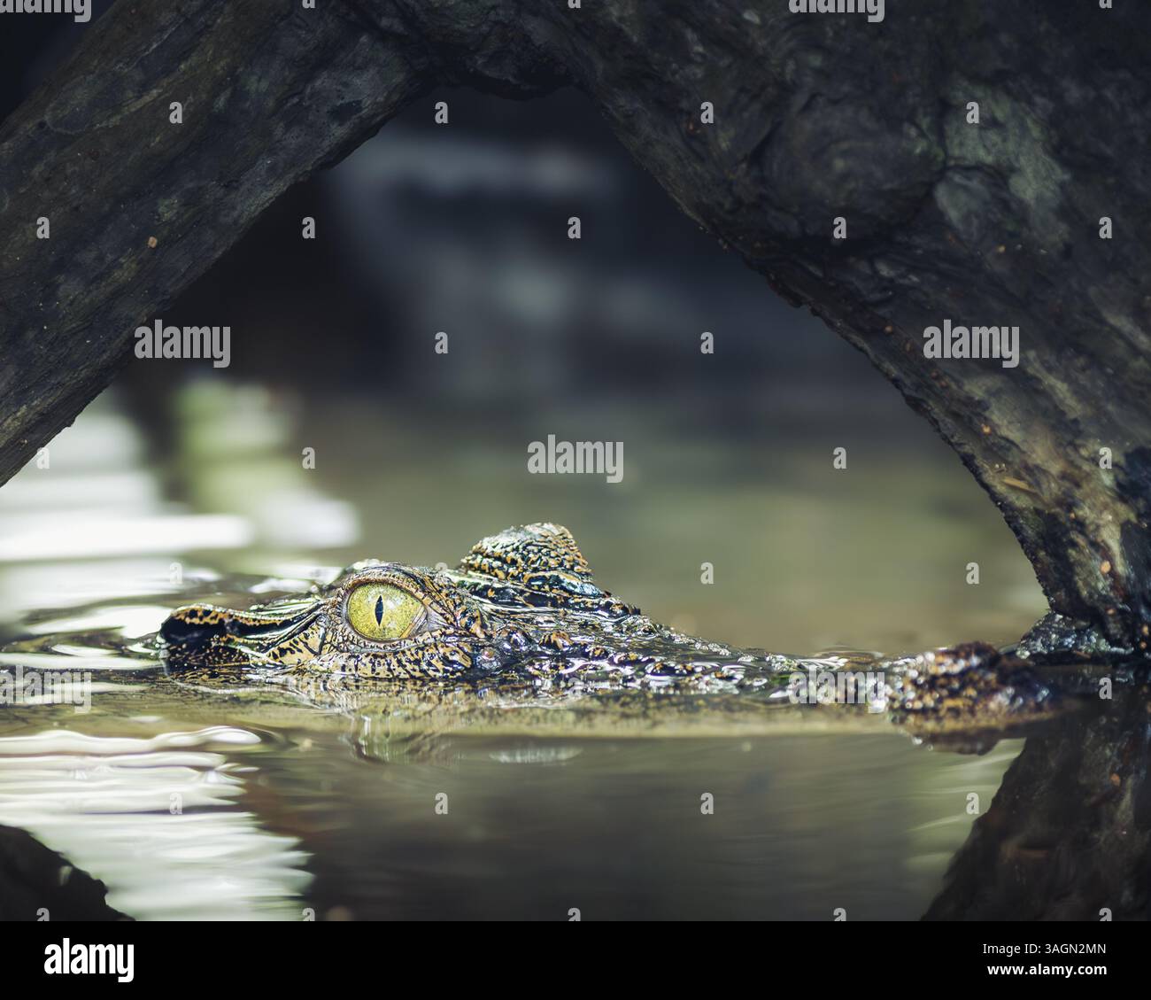 A close-up image of a crocodile partially submerged in water, with only ...