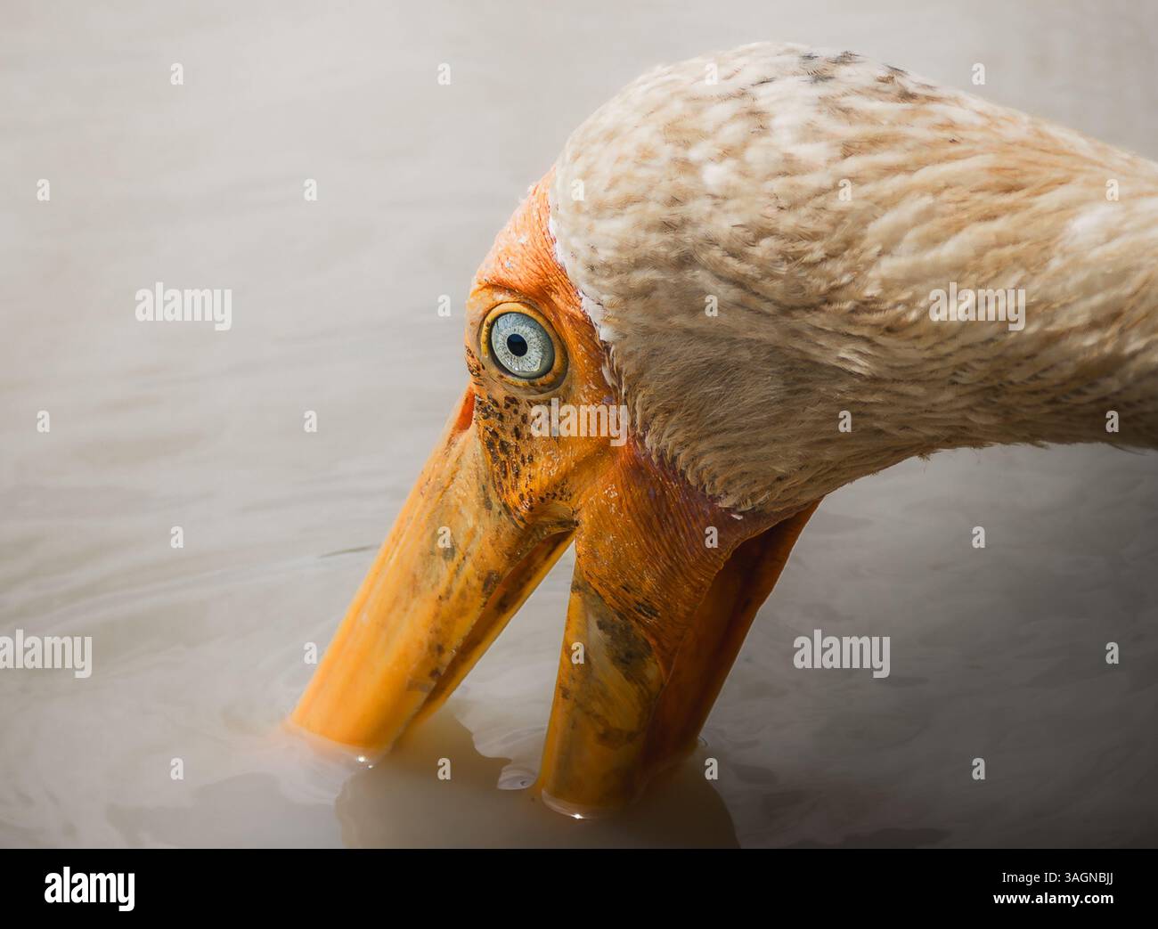 A striking portrait of a painted stork with blue eyes (Mycteria ...