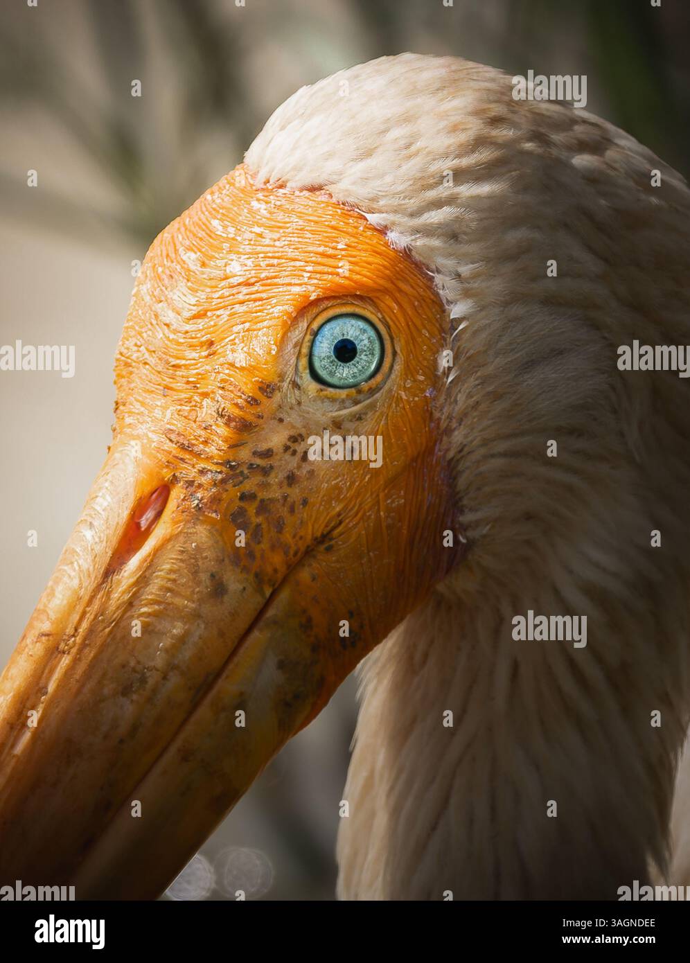 A striking portrait of a painted stork with blue eyes (Mycteria ...