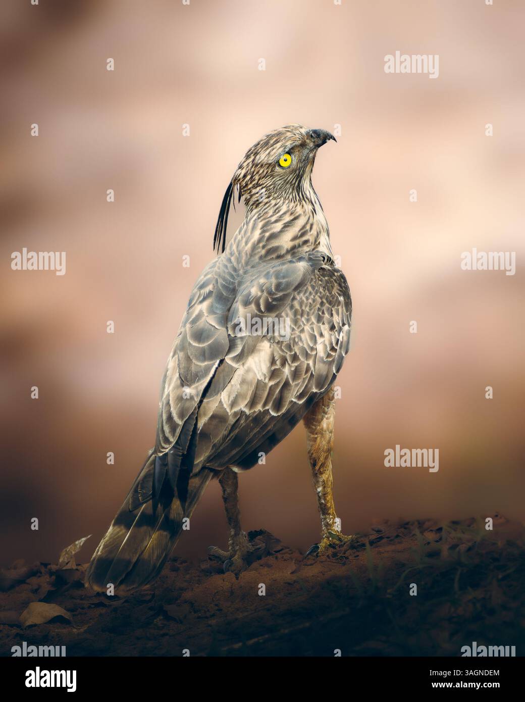 Bird of prey Crested Hawk-Eagle hunting Stock Photo - Alamy