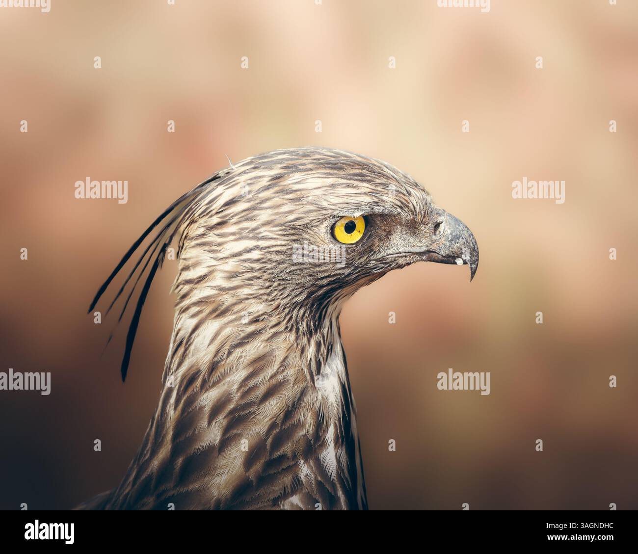 Indian hawk eagle hi-res stock photography and images - Alamy