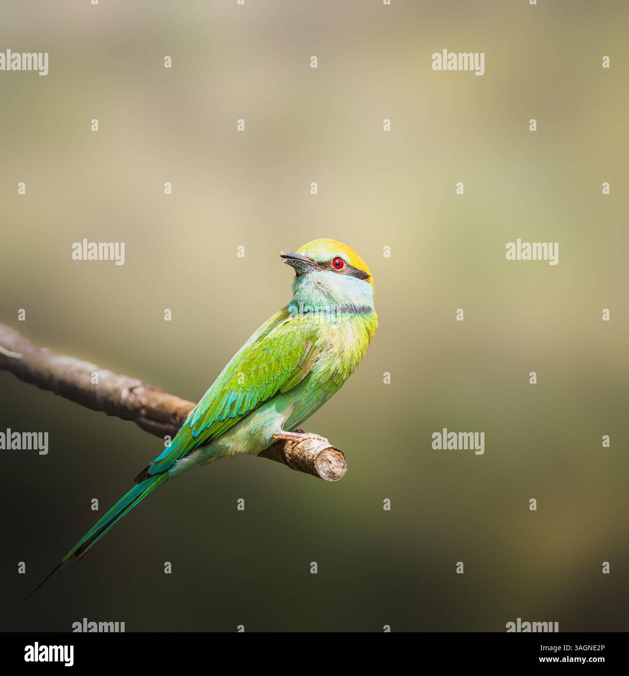 Green bee-eater bird on branch Stock Photo - Alamy