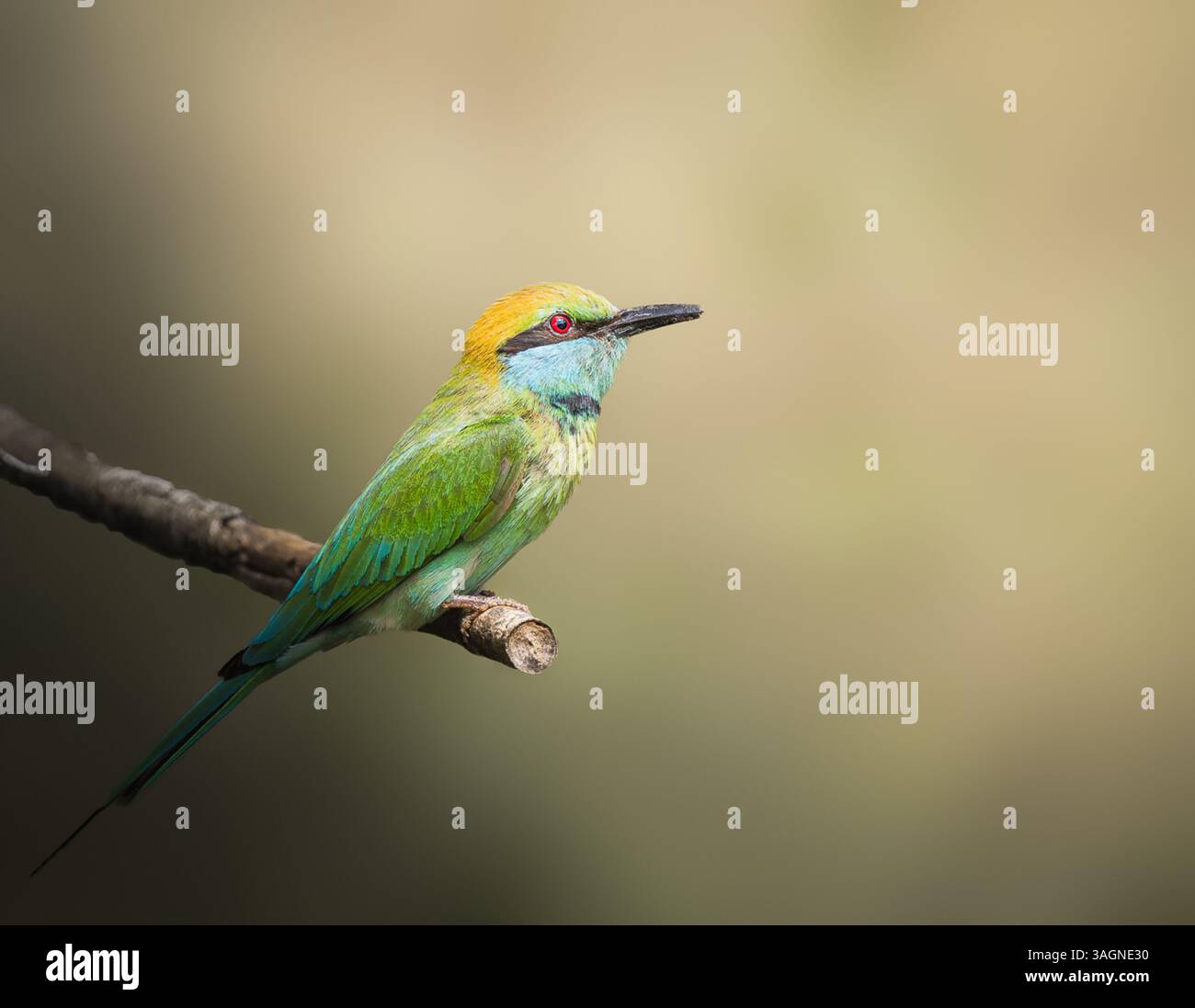 Green bee-eater bird on branch Stock Photo - Alamy