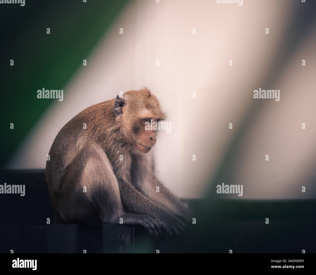 Long tailed brown monkey hi-res stock photography and images - Alamy