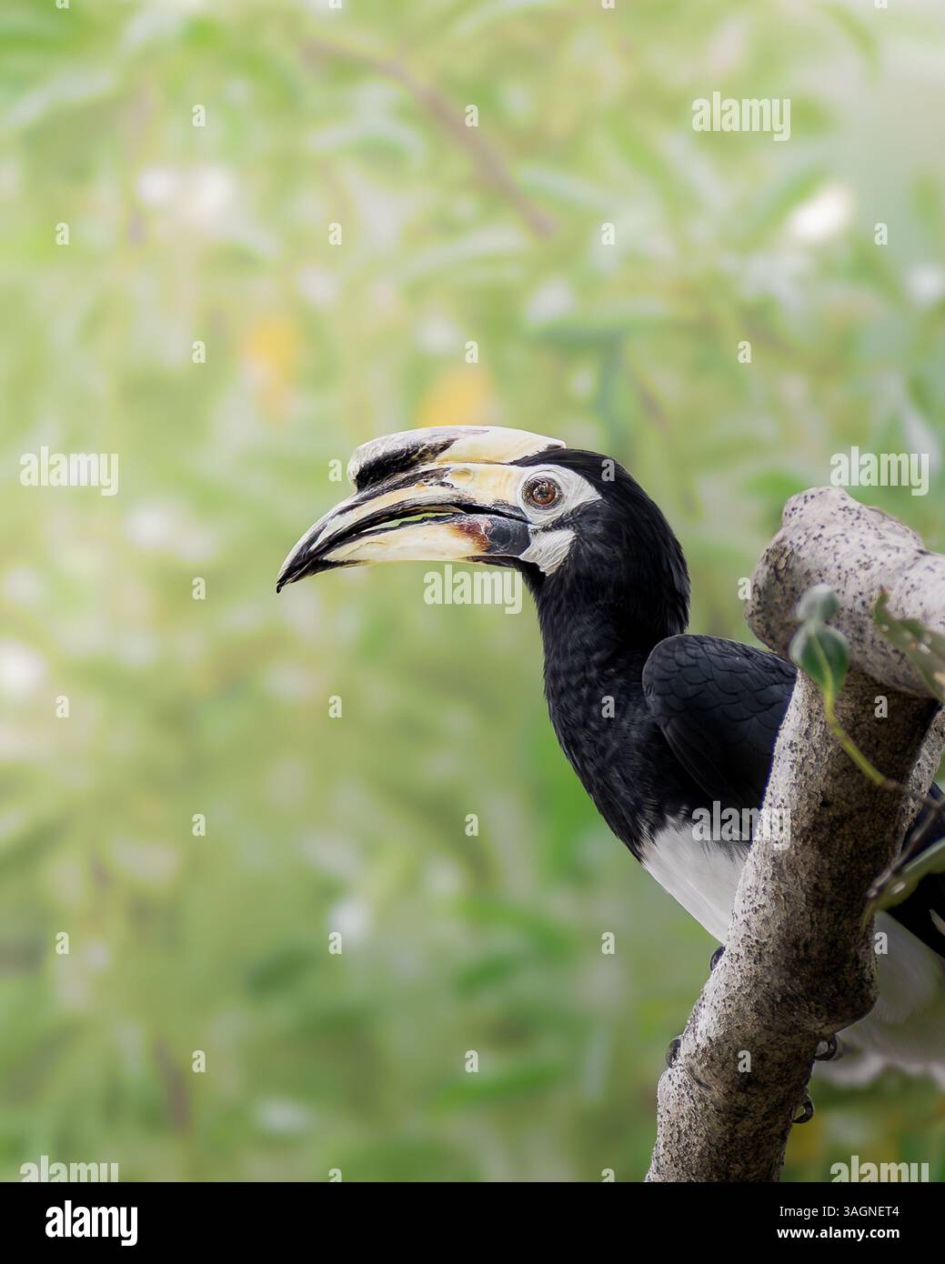 Hornbill bird tropical rainforest hi-res stock photography and images ...