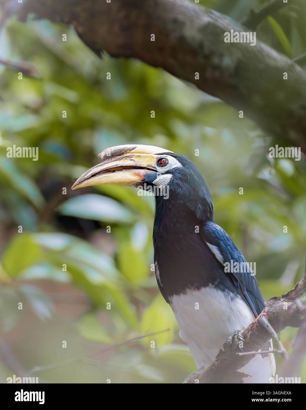 Hornbill habitat conservation hi-res stock photography and images - Alamy