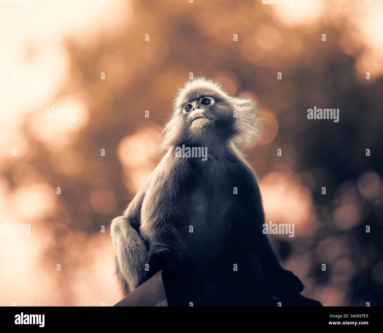 A captivating portrait of a young monkey perched thoughtfully on a ...