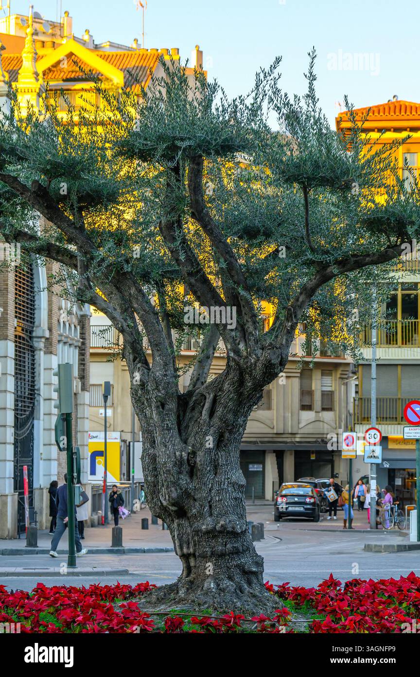 Unusually shaped tree and decorative garden in the city center Stock ...