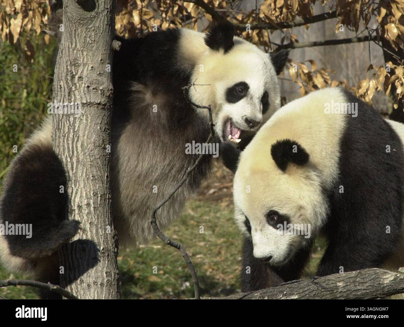 FILE PHOTO - A giant panda cub born to MEI XIANG and Tian Tian, as the ...
