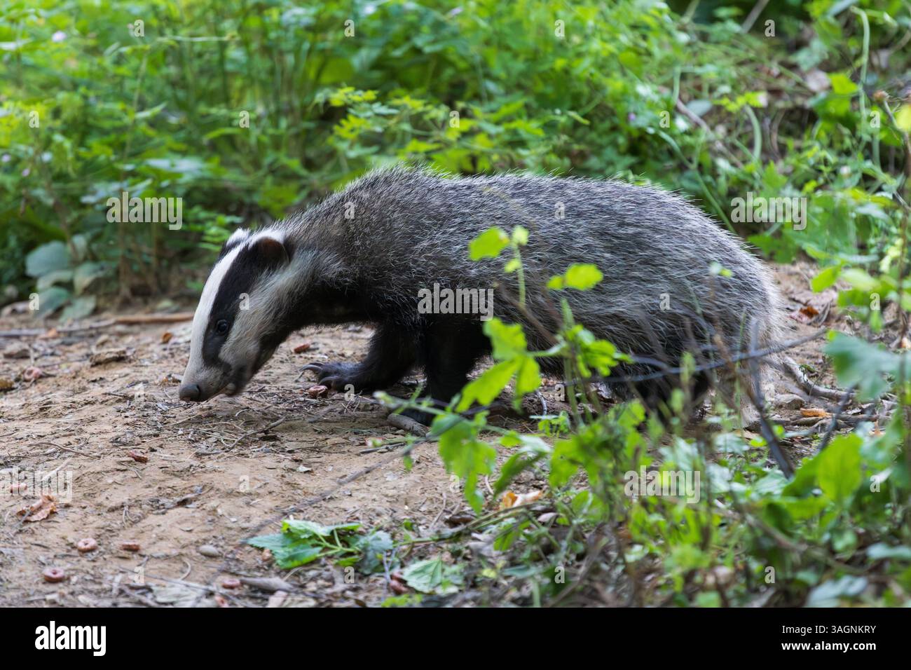 Badger sniffing the ground hi-res stock photography and images - Alamy