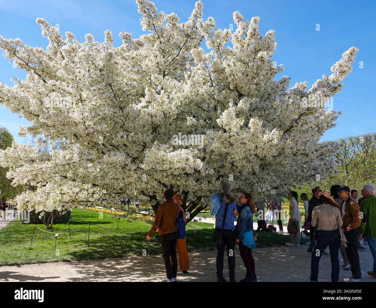 People admiring a White cherry blossom tree in full bloom, April in ...