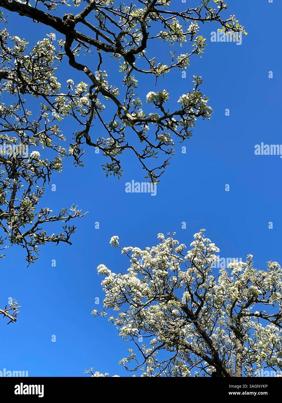 Gardening - Pyrus pear blossom peer, peren, bloesem, voorjaar, spring ...