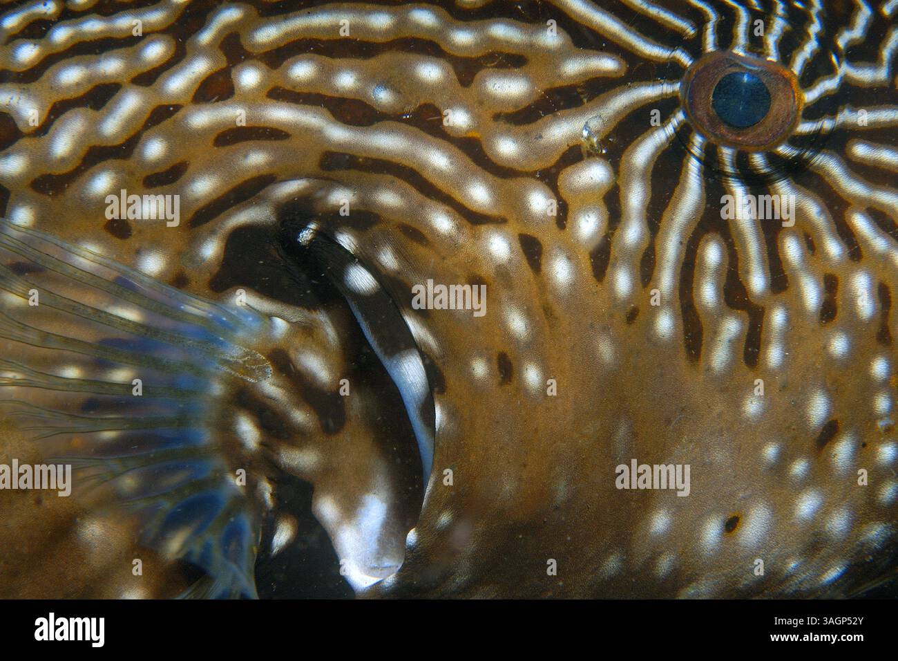 Aug. 21, 2005 - Map puffer, Arothron mappa, Skin texture detail ...