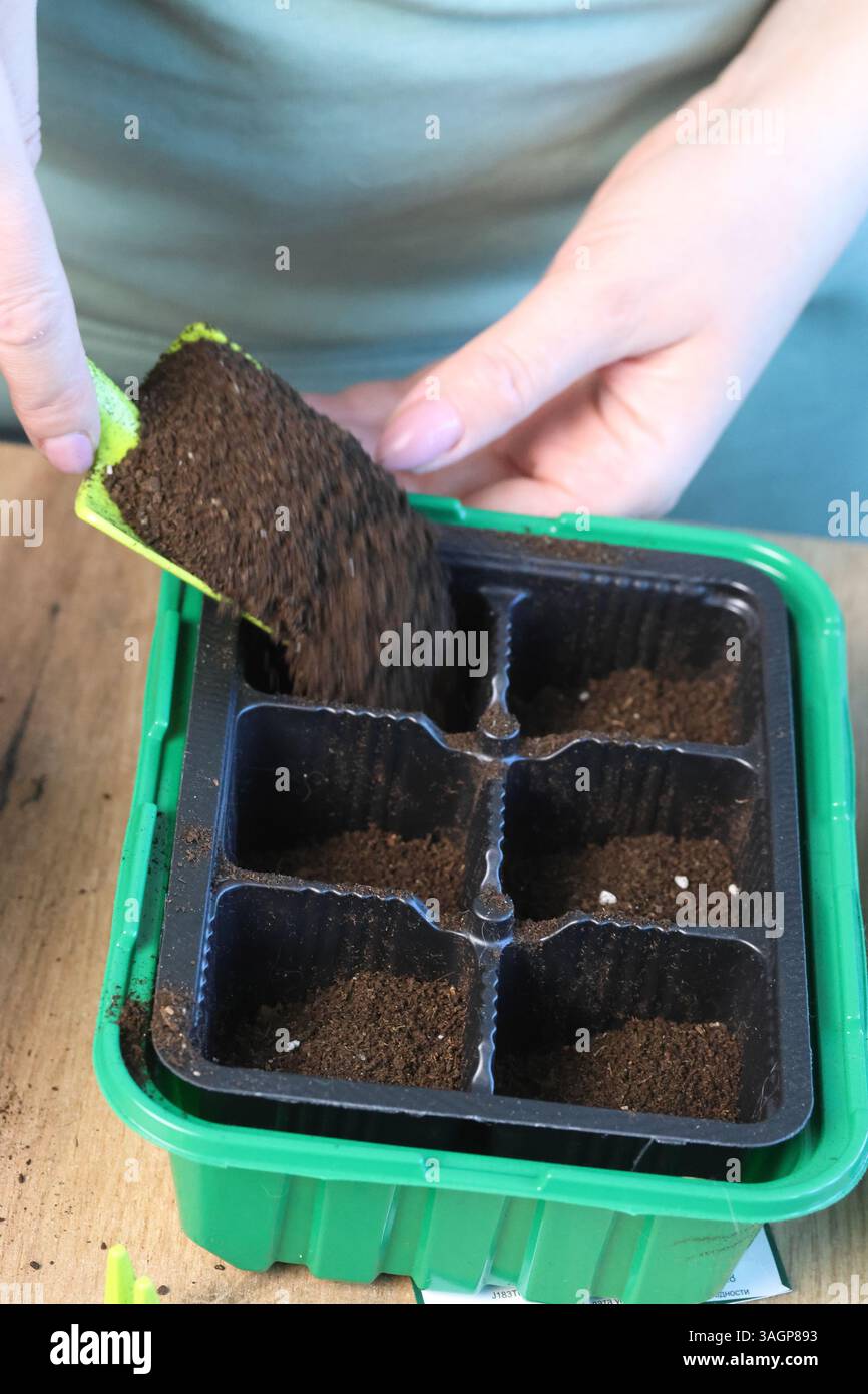 A woman is covering seeds in the cells of a plastic container with soil ...