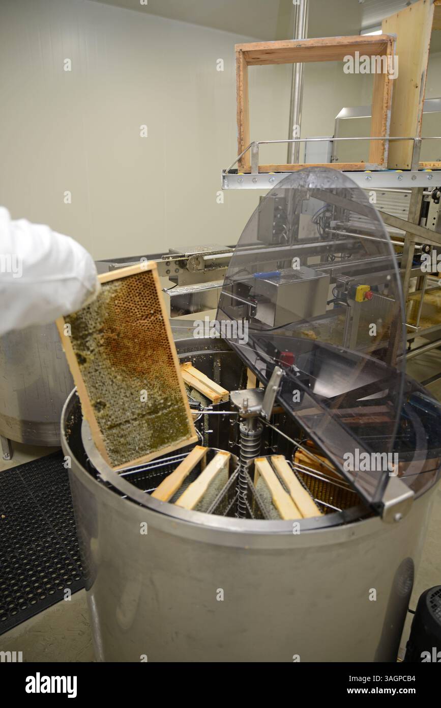 A worker lifts a frame out of the honey extraction unit at a honey ...