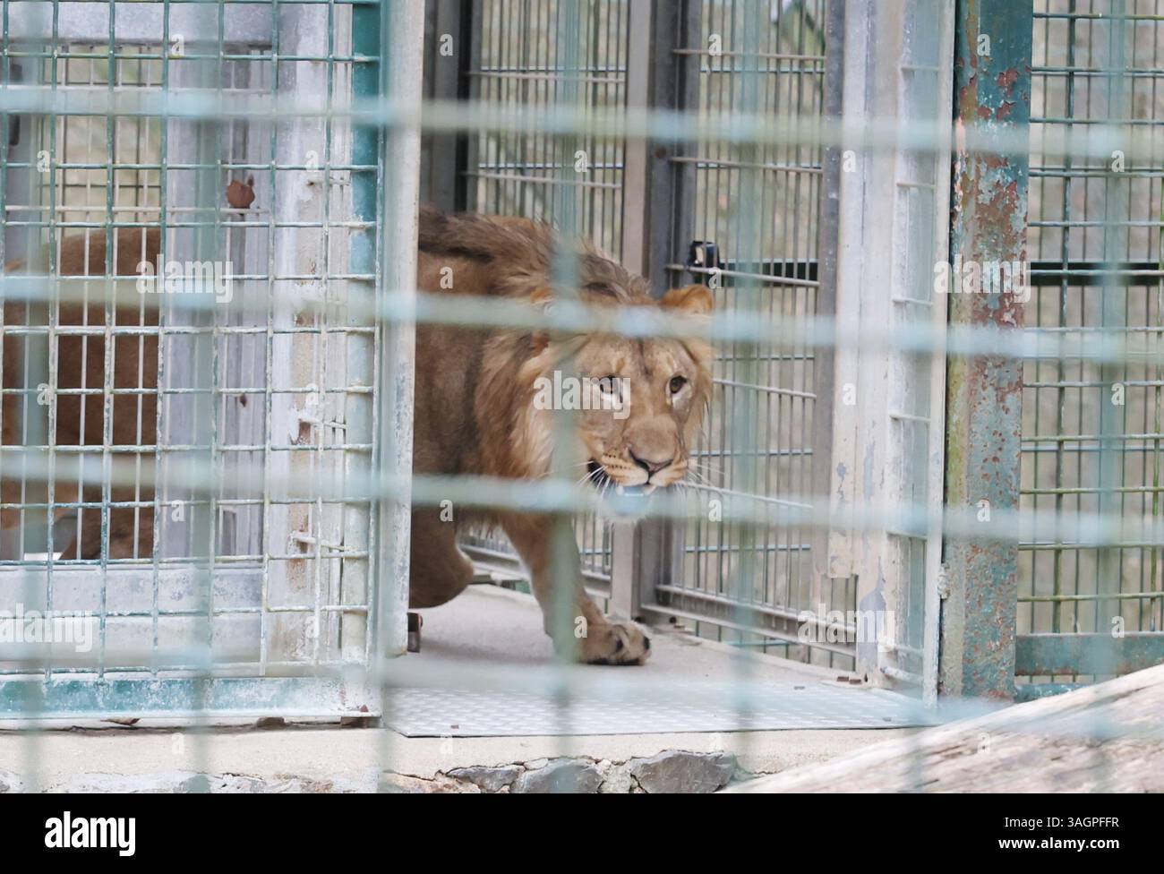 Gera, Germany. 09th Apr, 2025. Young lion Bahati from Leipzig explores ...