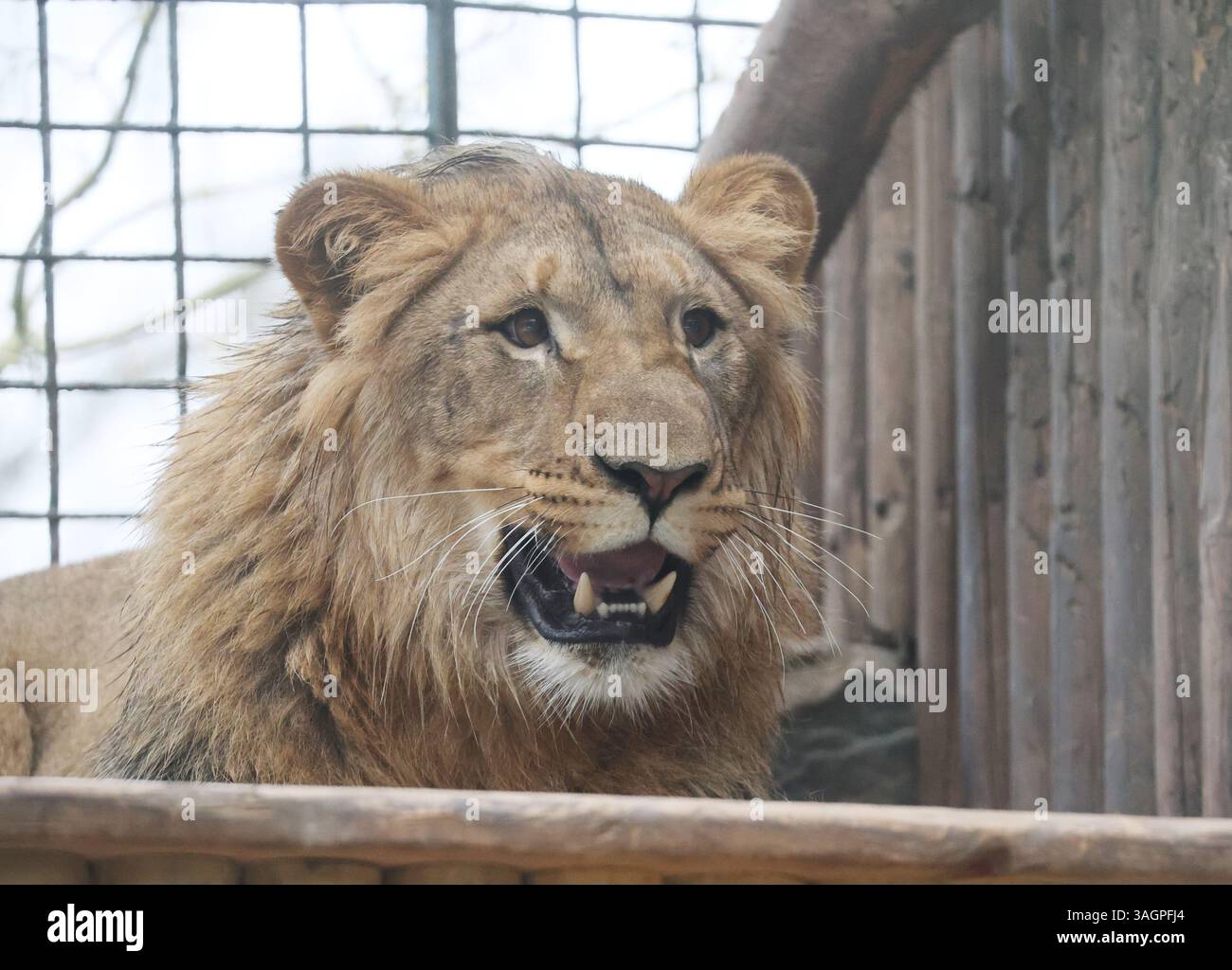 Gera, Germany. 09th Apr, 2025. Young lion Bahati from Leipzig explores ...