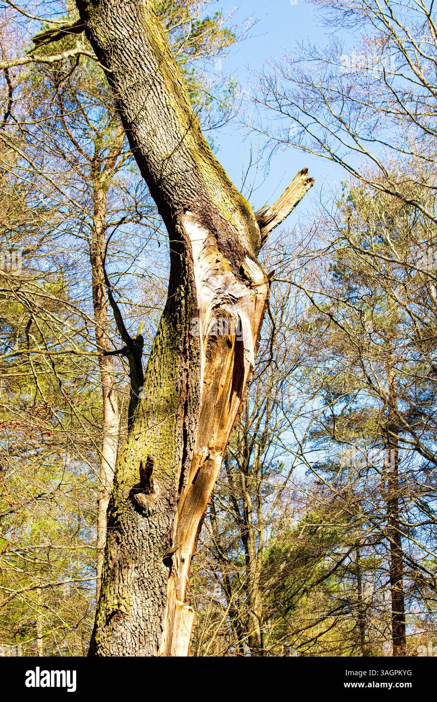 The natural beauty of the Scottish woodland and its oddly shaped trees ...