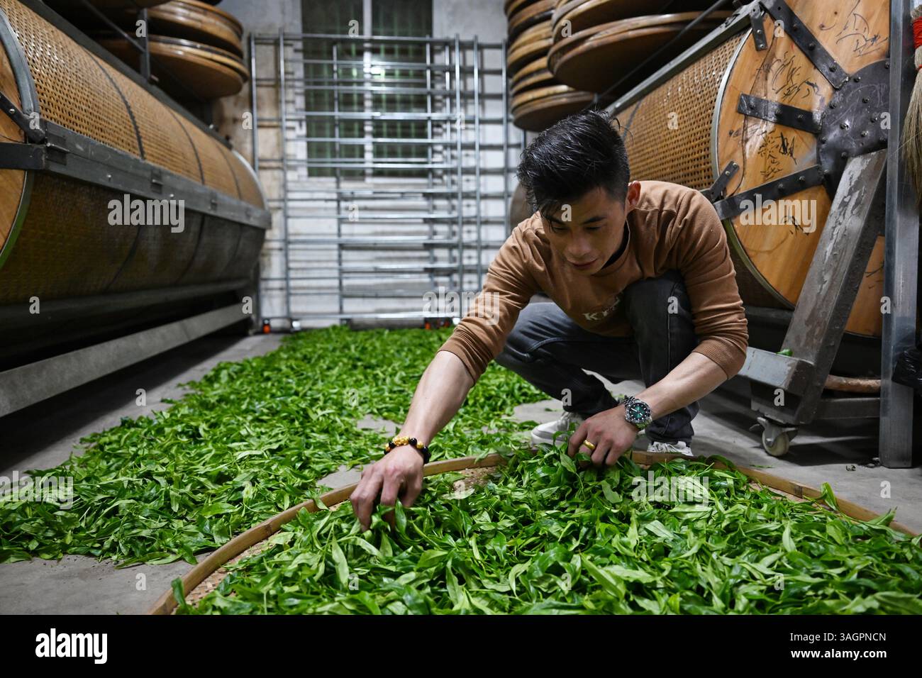 Chaozhou,China.8th April 2025. Tea farmers in Wudong Village at ...