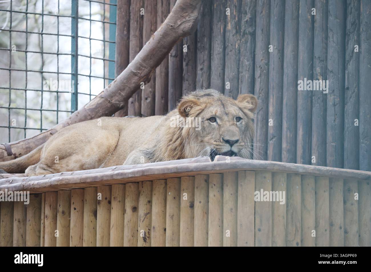 09 April 2025, Thuringia, Gera: Young lion Bahati from Leipzig explores ...