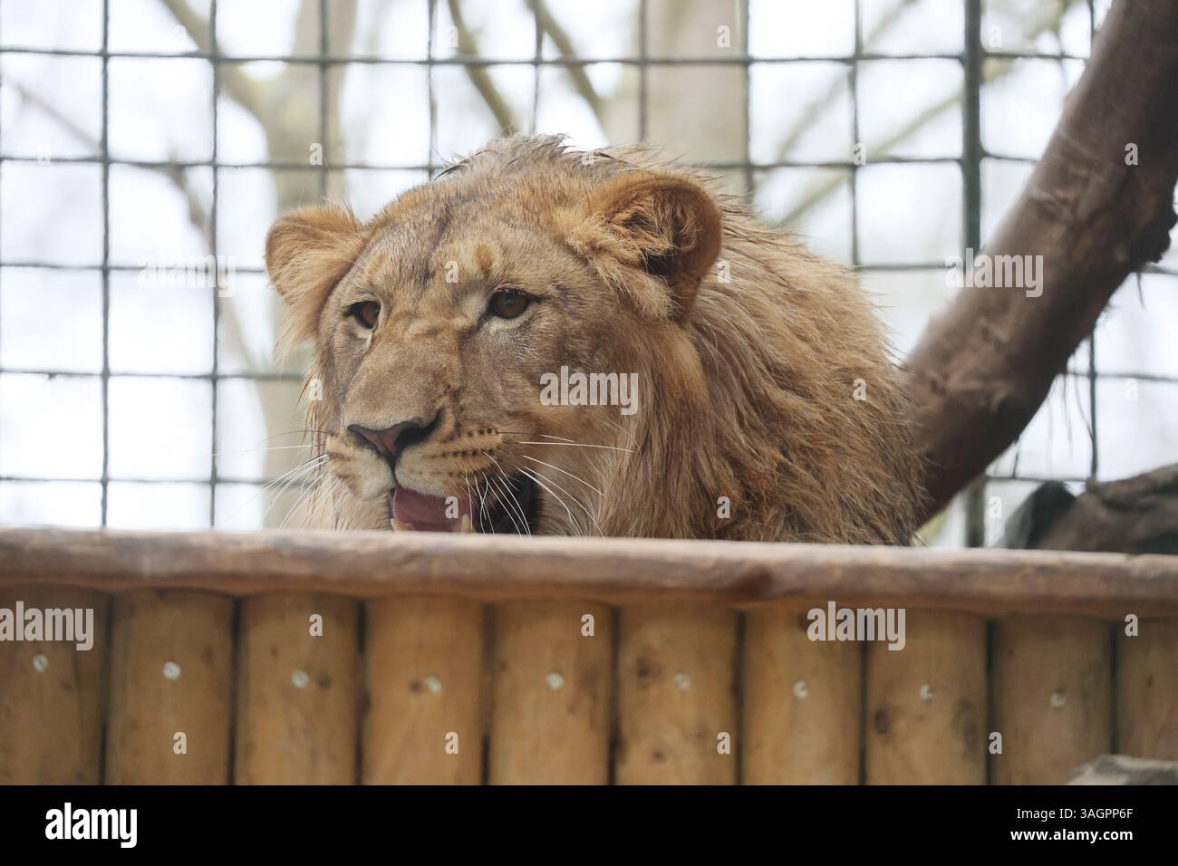 09 April 2025, Thuringia, Gera: Young lion Bahati from Leipzig explores ...