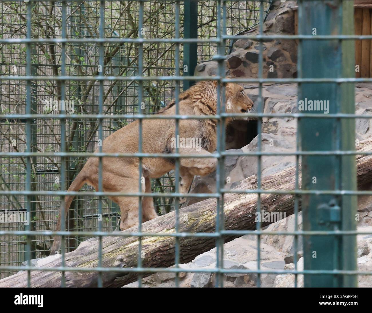 09 April 2025, Thuringia, Gera: Young lion Bahati from Leipzig explores ...
