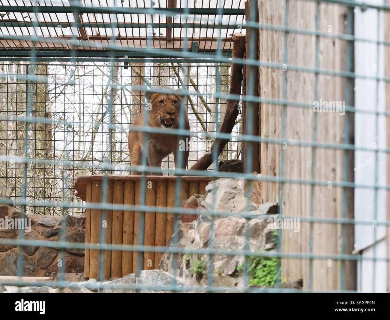 09 April 2025, Thuringia, Gera: Young lion Bahati from Leipzig explores ...