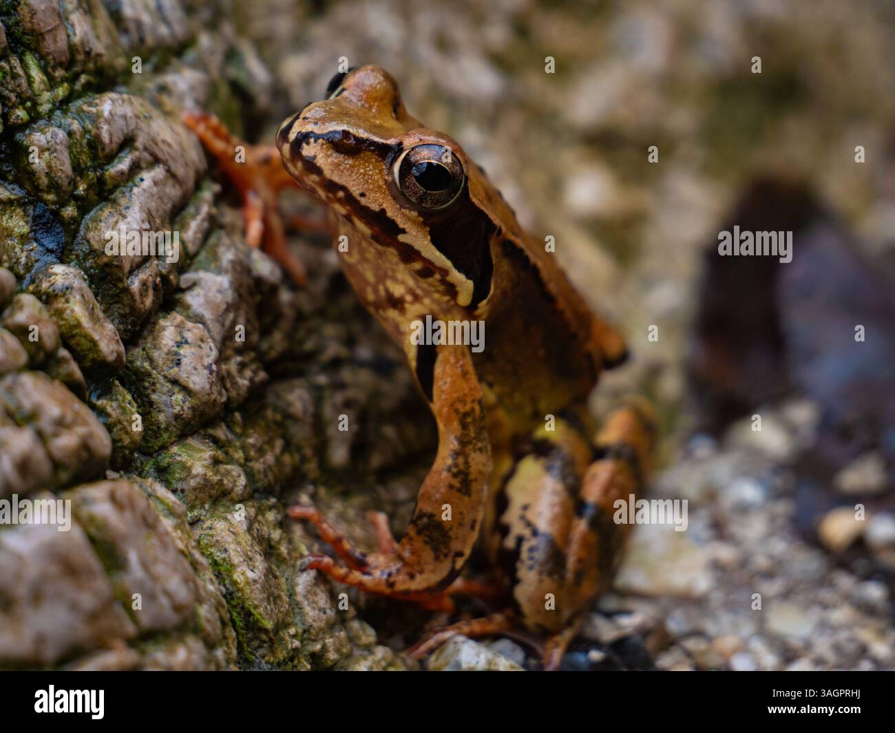 Closeup of a brown Frog (Rana Temporia) resting on Mossy Rock in a ...